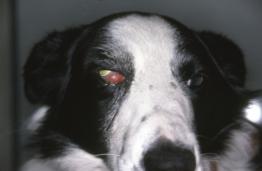 ‘Swollen Eye’ part 2 – Exophthalmos and its causes | Veterinary ...