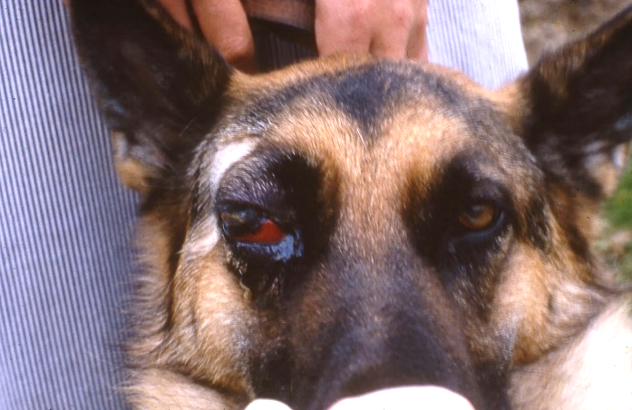 ‘Swollen Eye’ part 2 – Exophthalmos and its causes | Veterinary ...